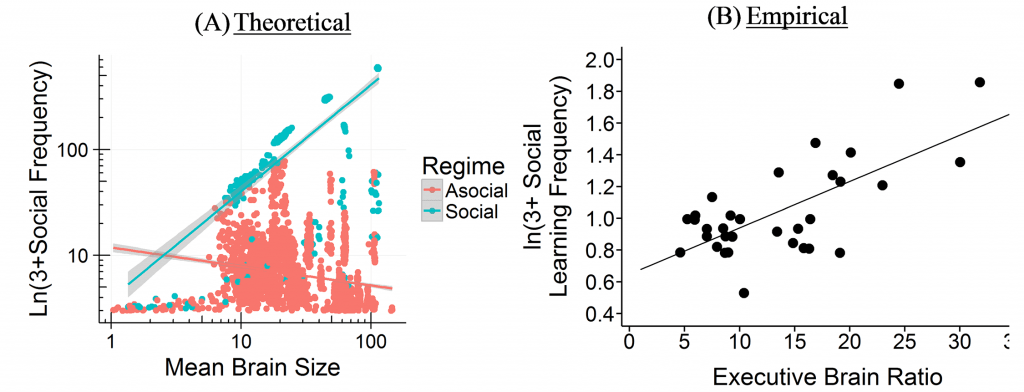 The Cultural Brain Hypothesis: How culture drives brain expansion ...