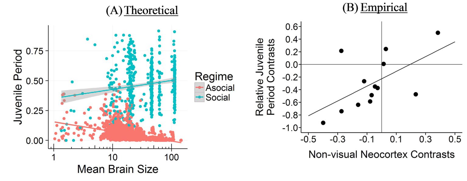 The Cultural Brain Hypothesis: How culture drives brain expansion ...